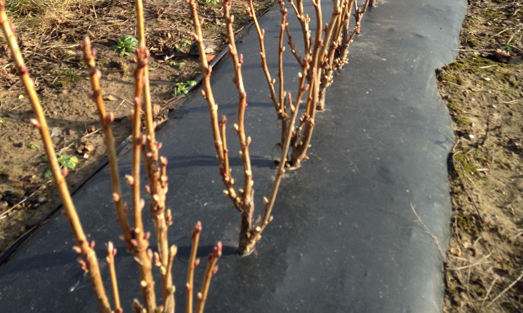 Mulch Film NZ | 100% Compostable Organic Weed Control